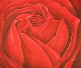 Detail rozvité růže - 50 x 60 cm