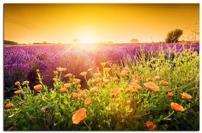 Obraz na plátně - Levandulové pole zalité sluncem 165A (100x70 cm)