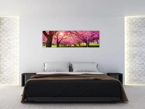 Obraz rozkvetlých třešní, Hurd Park, Dover, New Jersey (170x50 cm)