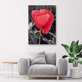 Gario Obraz na plátně Červený mák Rozměry: 40 x 60 cm