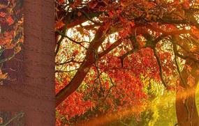 Malvis ® Obraz podzimní slunce za oknem Velikost: 150x130 cm