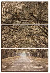 Obraz na plátně - Historické dubové stromy lemované polní cestou - obdélník 7239FB (120x80 cm)