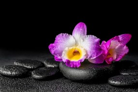 Samolepící fototapeta orchidej na Zen kamenech - 225x150 cm