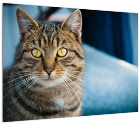 Skleněný obraz - Kočka domácí (70x50 cm)