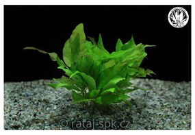 Hygrophila corymbosa mini