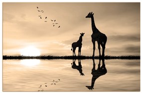 Obraz na plátně - Žirafy silueta 1919FA (90x60 cm  )