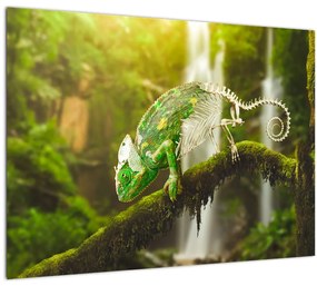 Obraz chameleona (70x50 cm)