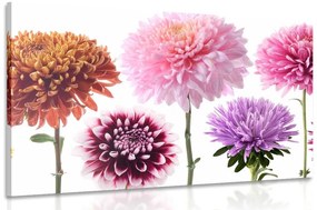 Obraz květiny jiřiny v různobarevném designu Varianta: 120x80