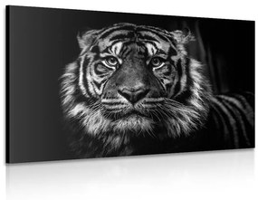 Obraz tygr v černobílém provedení - 120x80 cm