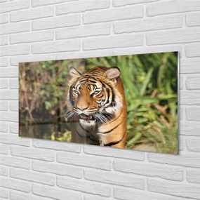 akrylový obraz Tiger Woods 100x50 cm