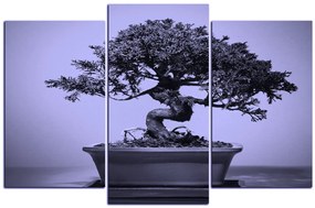 Obraz na plátně - Bonsai 1244VC (90x60 cm)