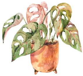 Ilustrace Watercolor indoor plants, monstera urban jungle, Belus, (40 x 40 cm)