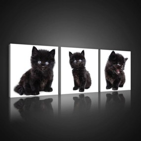 Postershop Obraz na plátně: Černé kotě - set 3ks 25x25cm