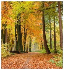 DIMEX | Vliesová fototapeta na zeď Podzimní les MS-3-0099 | 225 x 250 cm | zelená, oranžová, hnědá