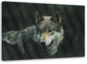 Obraz na plátně Vlk Příroda Zvířata - 60x40 cm