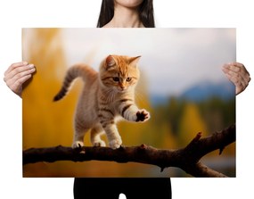 Plakát - Mladá kočka balancuje na hraně FeelHappy.cz Velikost plakátu: A0 (84 x 119 cm)