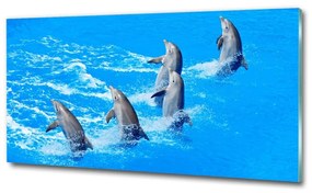 Wallmuralia Foto obraz sklo tvrzené Delfíny 100x50