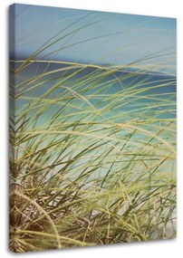 Obraz na plátně Plážová tráva Duny Písek - 70x100 cm