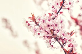 Tapeta krásné růžové květy třešně - 450x300 cm