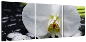 Květ orchideje - obraz na zeď