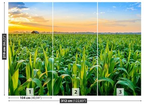 Fototapeta Kukuřičné pole 104x70