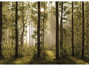 Fototapeta XXL Forest 360 x 254 cm, 4 díly