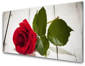 Plexisklo-obraz Růže Květ Rostlina 140x70 cm