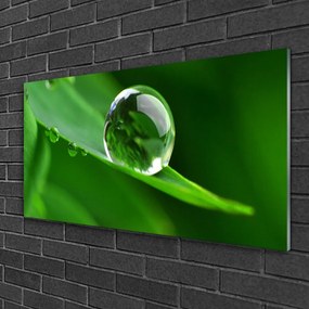 Obraz na skle List Voda Kapka Rostlina 100x50 cm