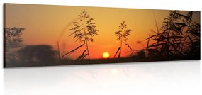 Obraz stébla trávy při západu slunce - 135x45 cm