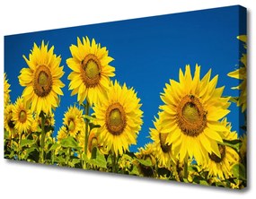 Obraz na plátně Slunečníce Rostlina 100x50 cm