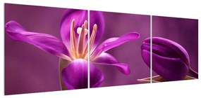 Obraz fialového květu (150x50 cm)