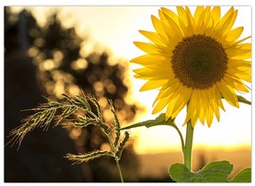 Skleněný obraz slunečnice (70x50 cm)