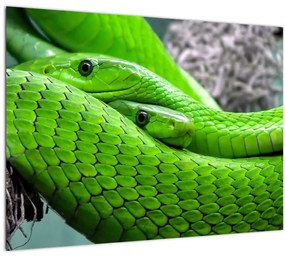 Obraz zelených hadů (70x50 cm)