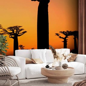 Fototapeta African baobab trees