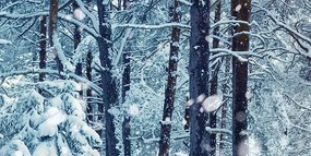 Obraz Les v zimě Velikost (šířka x výška): 160x40 cm