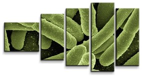 Sablio Obraz - 5-dílný Bakterie - 100x60 cm