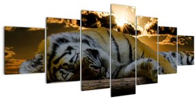 Obraz spícího tygra (210x100 cm)