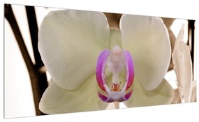 Obraz květů orchideje (100x40 cm)