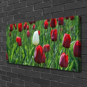 Obraz na plátně Tulipány Květiny Příroda 140x70 cm