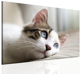 Obraz kočičí pohled Velikost (šířka x výška): 90x60 cm
