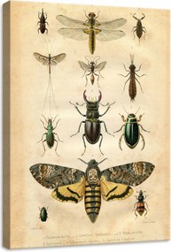 Obraz 50x70 Hmyz entomologie vědecká ilustrace vintage kolekce