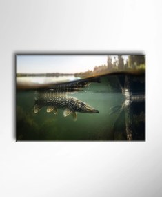 Malvis ® Obraz Štika pod vodou ROZMĚR (šířka x výška): jednodílný obdélník 150x100 cm
