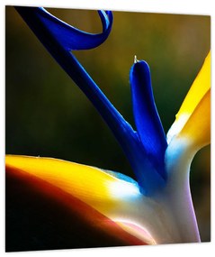 Obraz - Exotický květ (30x30 cm)