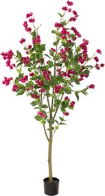 Bugenvilea v květináči 180 cm