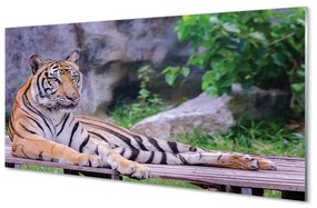 Obraz na skle Tiger v zoo 140x70 cm