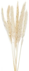 Andrea House, Dekorativní sušené květy Phragmites 70 cm, 6 ks 125 g | přírodní AX70127