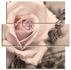 Obraz na plátně - Růže a uschlé rostliny - čtverec 3225FD (75x75 cm)