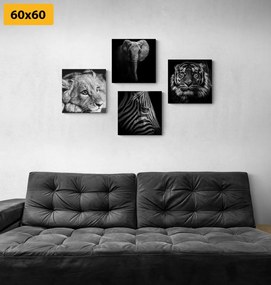 Set obrazů divoká zvířata v černobílém provedení Varianta: 4x 40x40