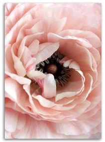 Obraz na plátně Pivoňka Květy růžové - 40x60 cm