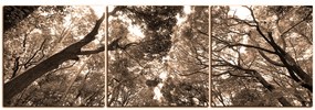 Obraz na plátně - Zelené stromy v lese - panoráma 5194FB (120x40 cm)